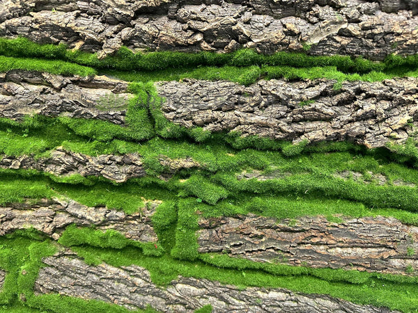 ACC0113 Artificial Moss Wall Panel 100x50cm | ARTISTIC GREENERY PERTH ...