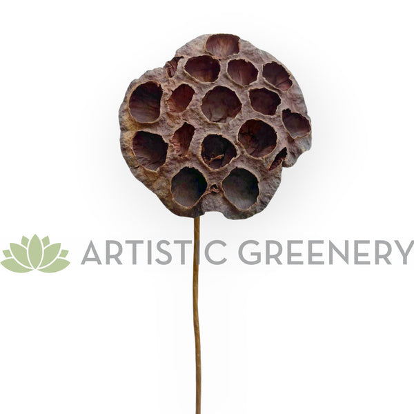 F0401 Dried Lotus Pod Stem 44cm (9cm Diameter) | ARTISTIC GREENERY ...