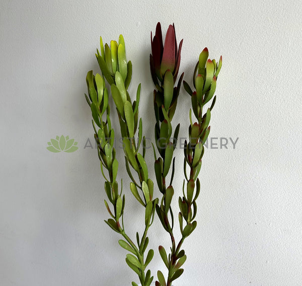 F0437 Faux Leucadendron / Safari Sunset Double Stem 83cm 2 Colours ...