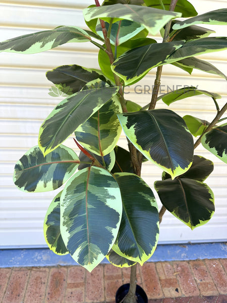 T0130V Artificial Variegated Rubber Tree / Ficus Elastica Ruby 170cm ...