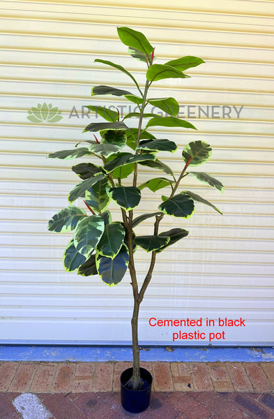 T0130V Artificial Variegated Rubber Tree / Ficus Elastica Ruby 170cm ...