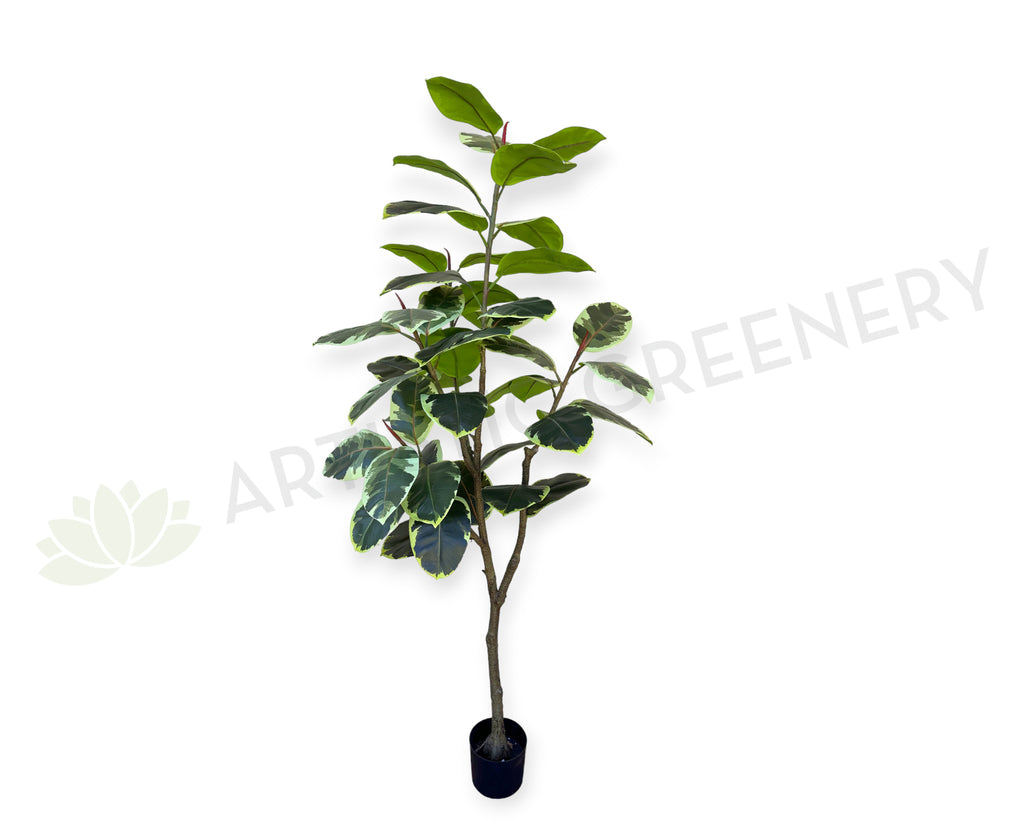 T0130V Artificial Variegated Rubber Tree / Ficus Elastica Ruby 170cm ...
