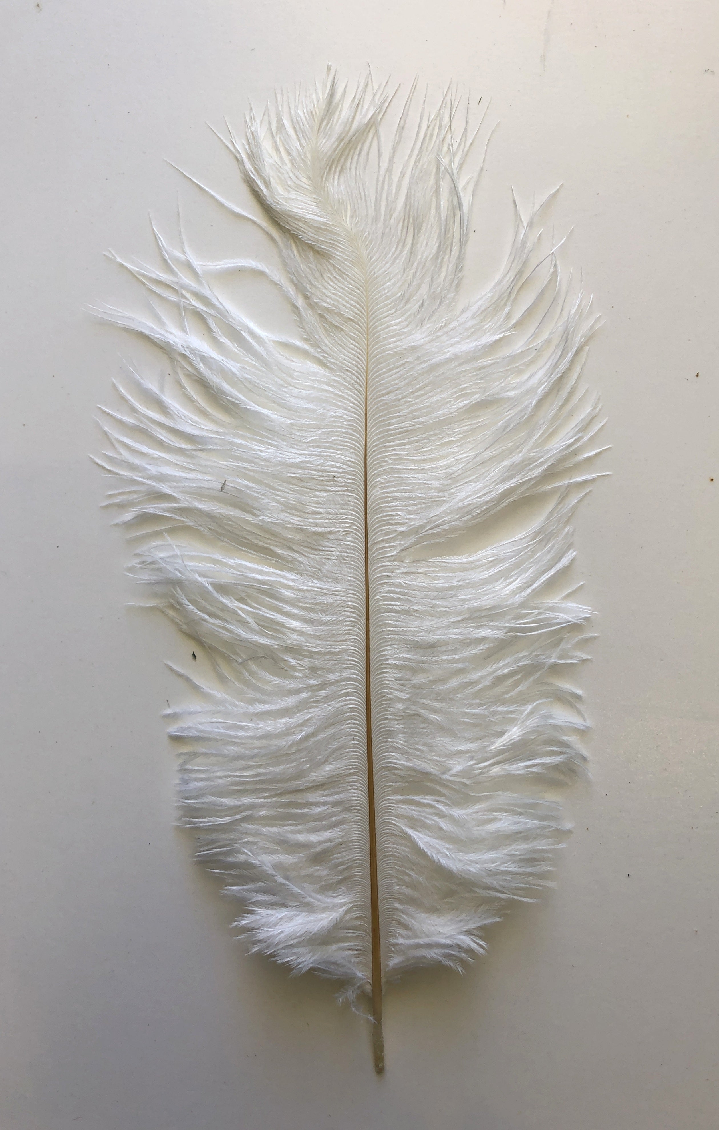 Large White Feather Amazon.com: 50pcs White Feathers 8~10 In,Beautiful