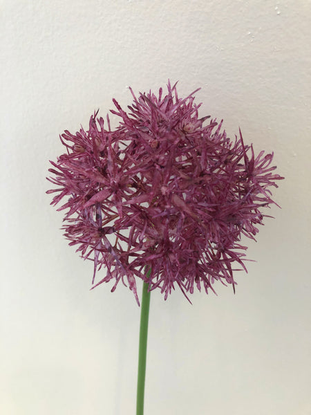 F0272 Artificial Single Allium Stem 49cm Purple / White (Clearance ...