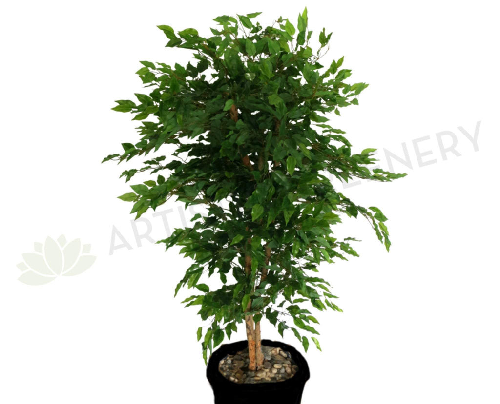 T0077 Ficus (Real Wood) 170cm – Artistic Greenery